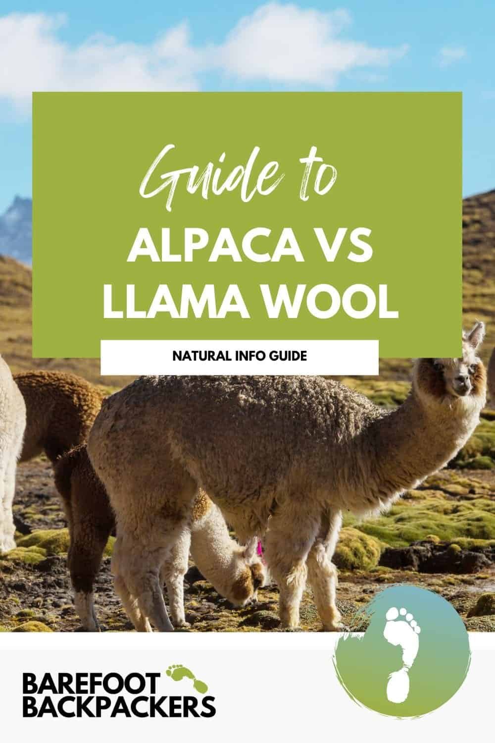 Alpaca vs Llama: Differences, Wool & Best for Travel