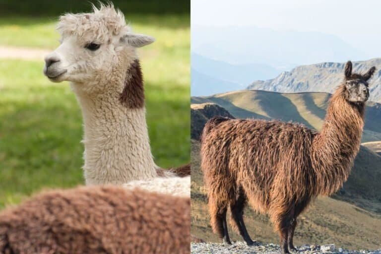 Alpaca vs Llama: Differences, Wool & Best for Travel